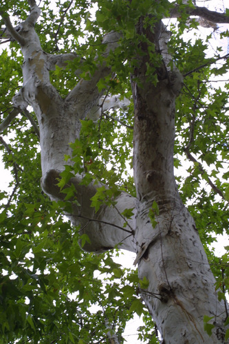 Arizona Sycamore (Trees & Shrubs of Chiricahua National Monument ...