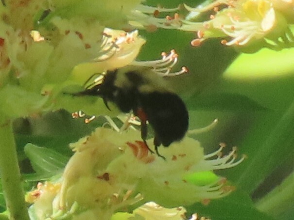 Brown-belted Bumble Bee from Swede Hollow, Saint Paul, MN on May 12 ...