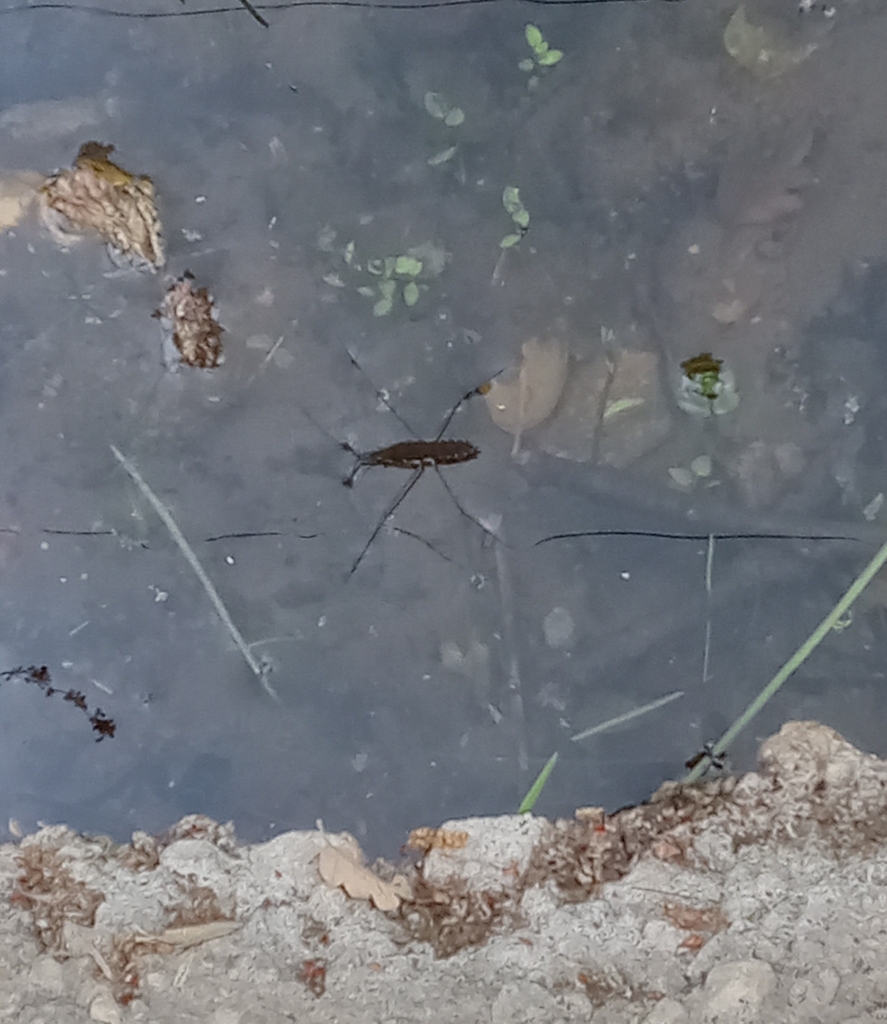 North American Common Water Strider from Jackson, CA 95642, USA on May ...
