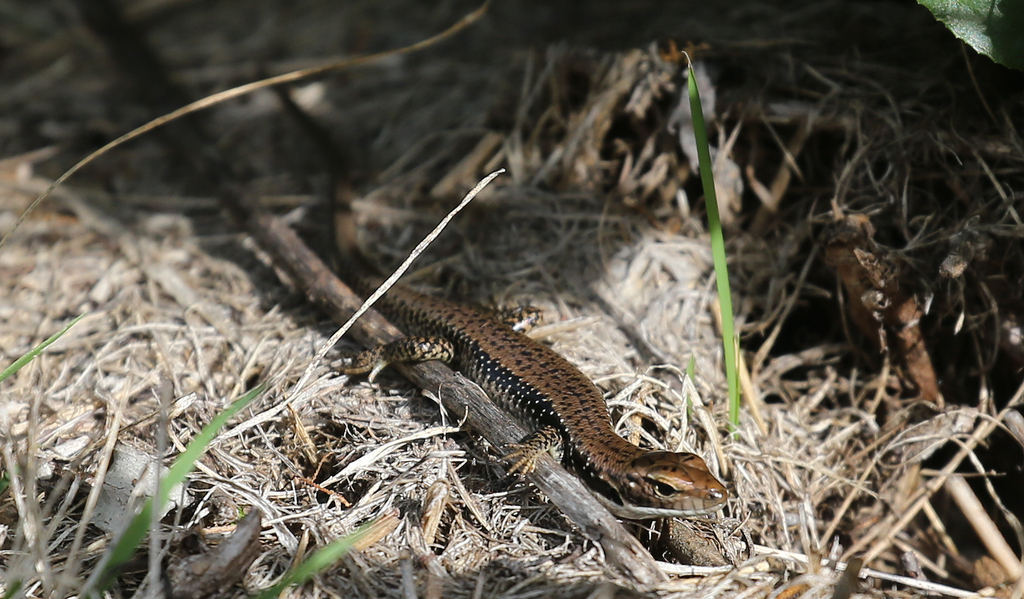 Eulamprus tympanum tympanum from Jeeralang Junction VIC 3840, Australia ...
