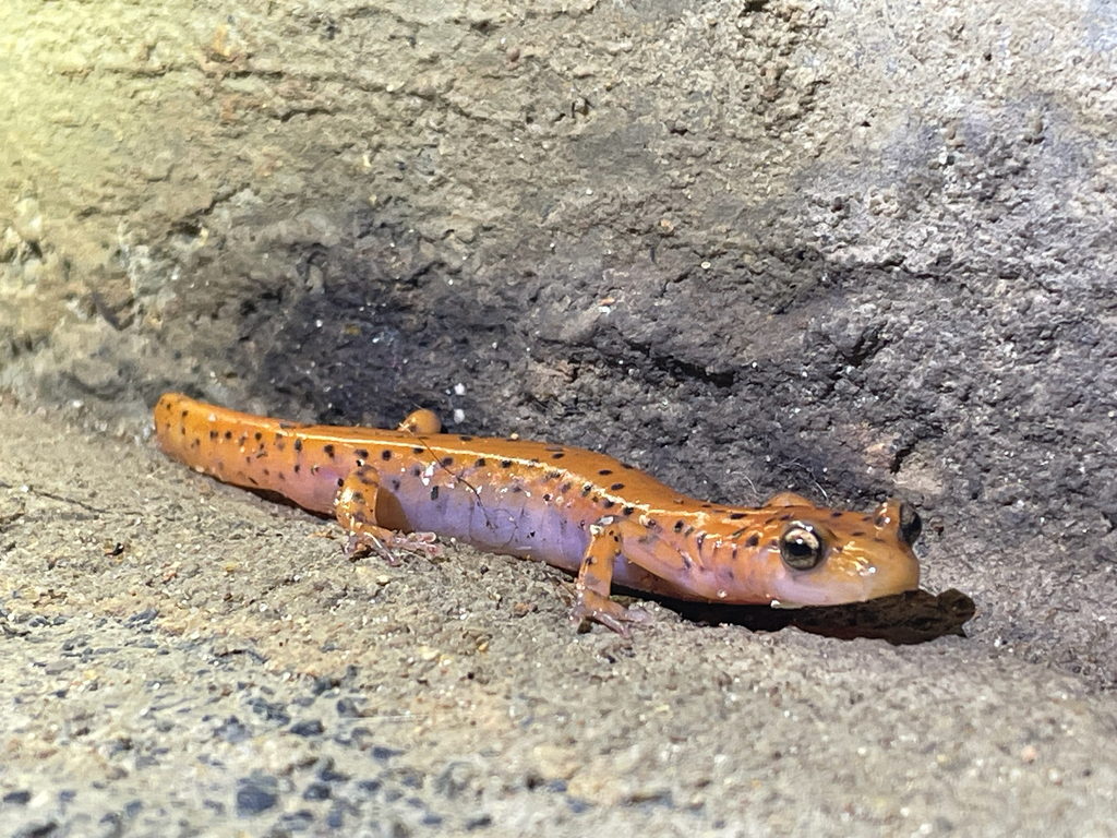 Cave Salamander from Onondaga Cave State Park, MO, US on April 10, 2025 ...