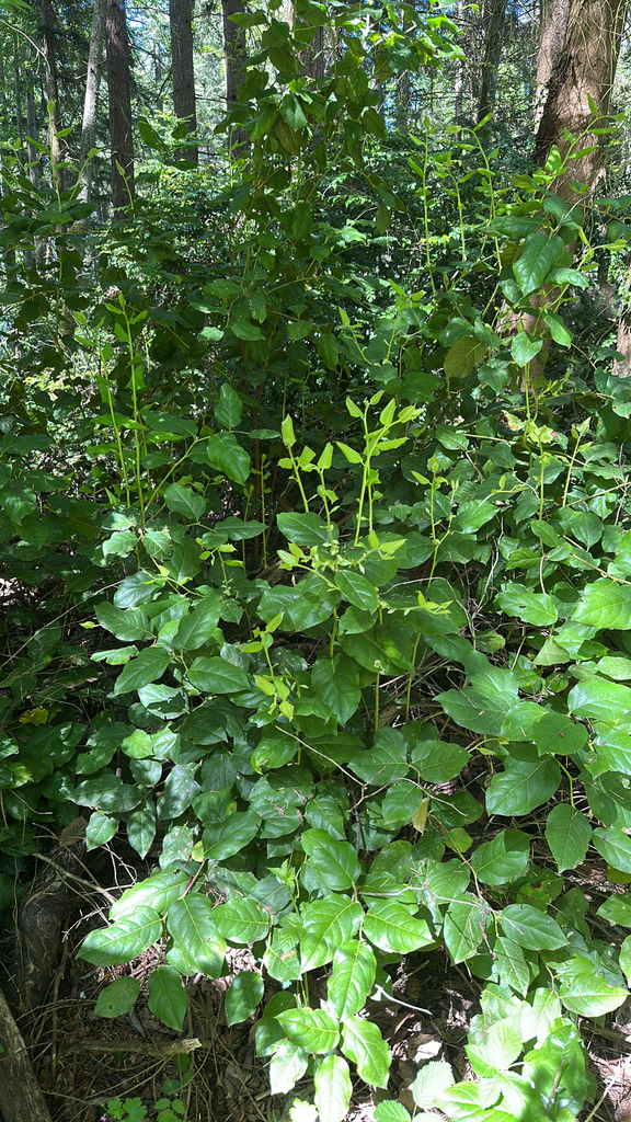 salal from King County, US-WA, US on May 12, 2025 at 03:09 PM by rcaper ...