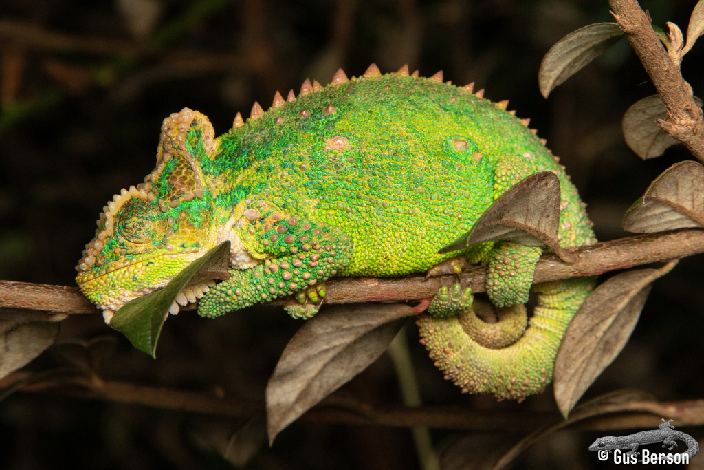 Natal Midland Dwarf Chamaeleon in May 2025 by Gus Benson · iNaturalist