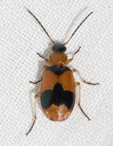 Subtribe Lebiina · iNaturalist