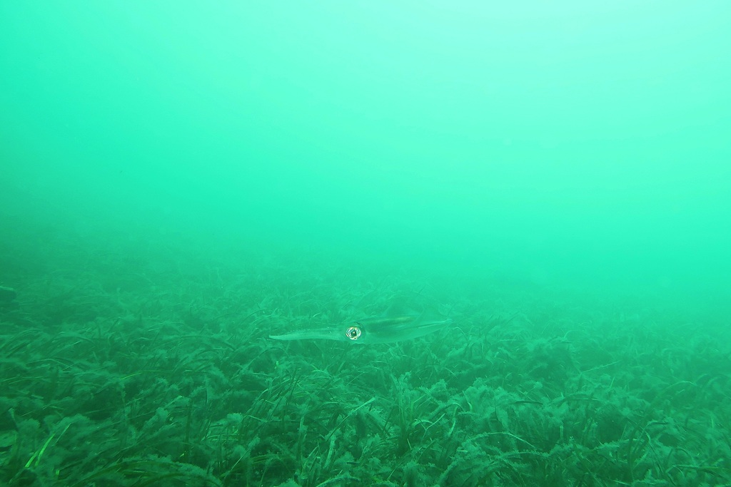Southern Reef Squid from Port Hughes jetty on May 11, 2025 by David ...
