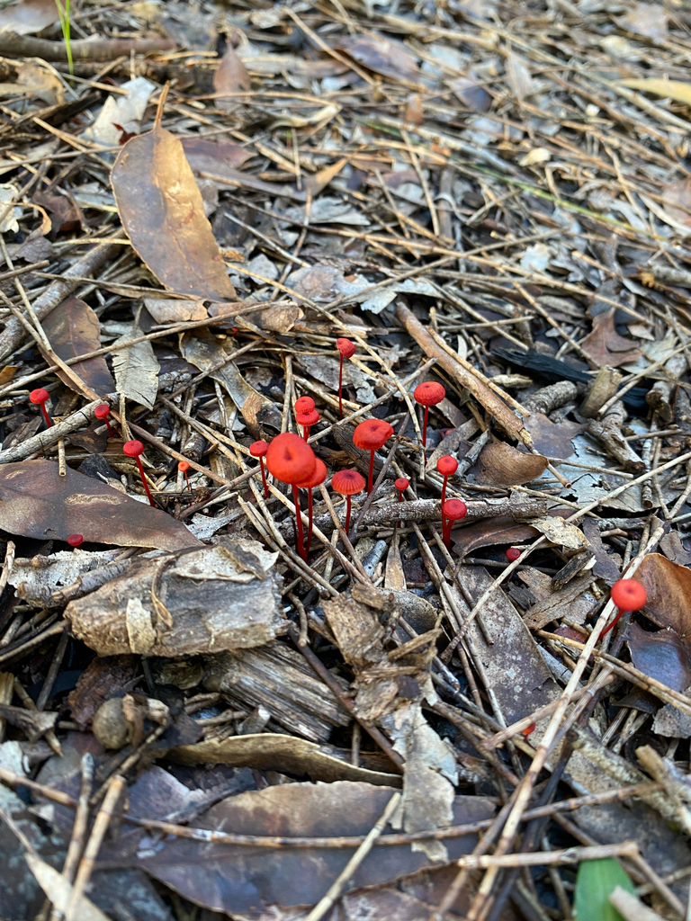 ruby bonnet from Callaghan, NSW, AU on May 13, 2025 at 03:31 PM by ...