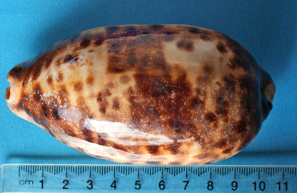 Tortoise Cowry from Diani Beach, Kenya on October 7, 1971 at 11:25 AM ...