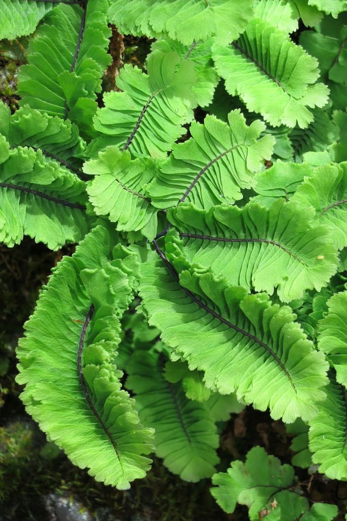 (Polypodiales) - Botanical Realm