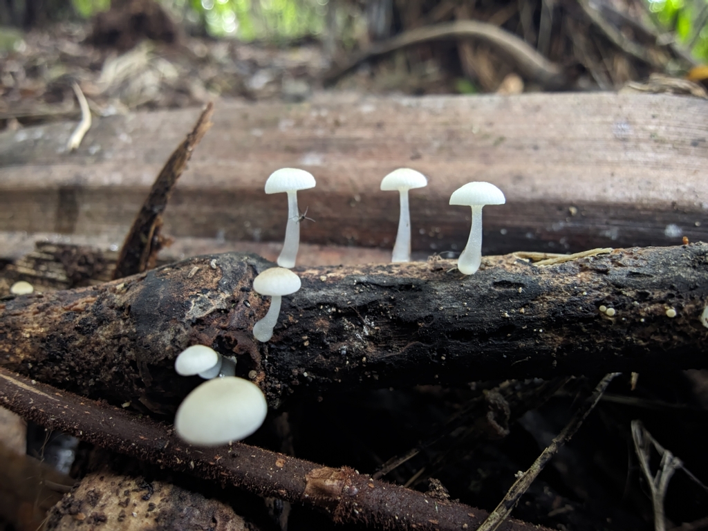 Austral Dripping Bonnet from Rawhitiroa, New Zealand on May 13, 2025 at ...