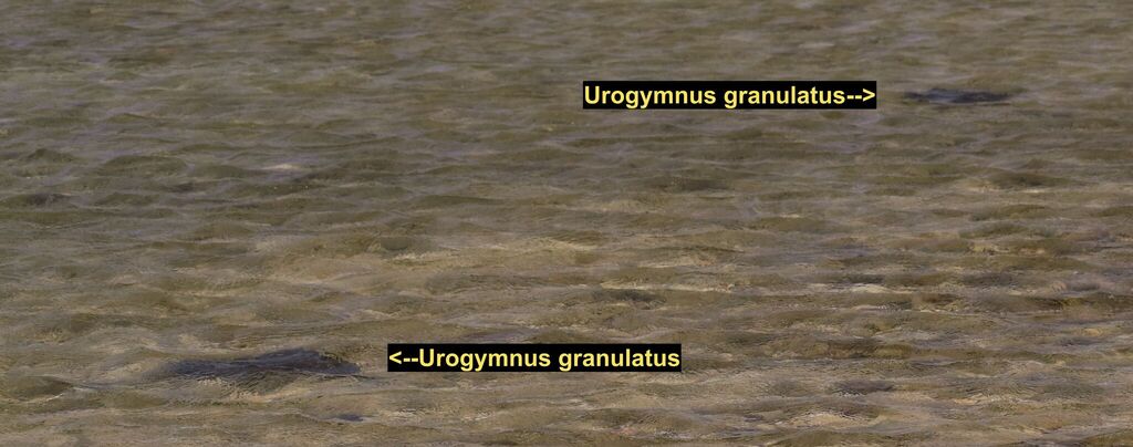 Mangrove Whipray from East Russell QLD, Australia on May 12, 2025 at 01 ...
