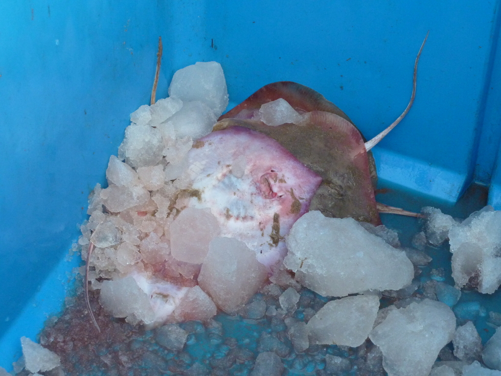 Dwarf Whiprays from 7RFC+X9G, Kodiyakarai, Tamil Nadu 614807, India on ...