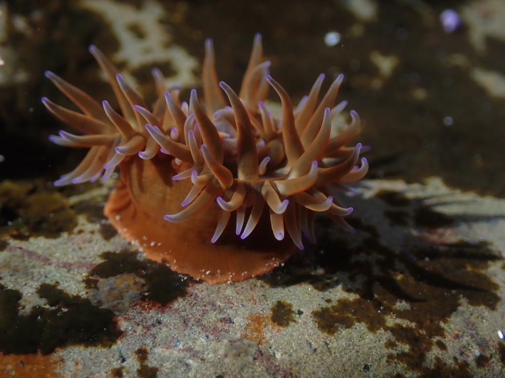 Anemonia mutabilis from Tasman Sea, Shell Cove, NSW, AU on May 13, 2025 ...