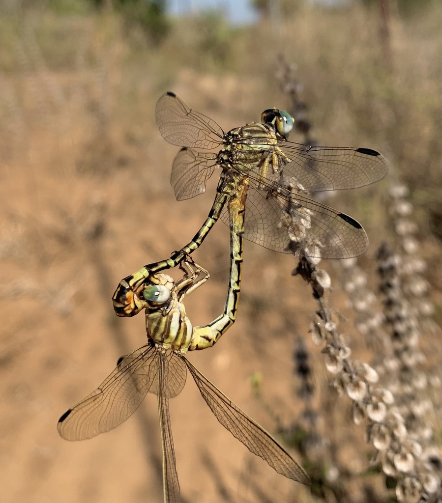 Clubbed Talontail/Knoppiekloustert (Dragonflies and damselflies ...