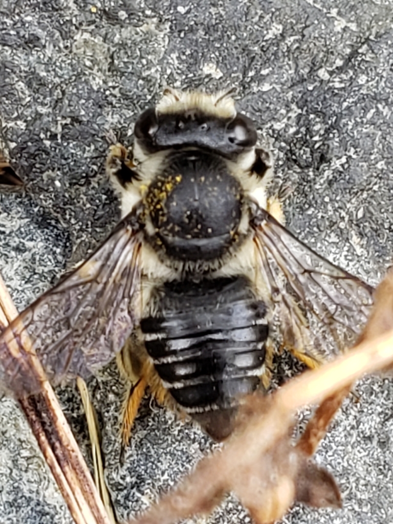 Flat-tailed Leafcutter Bee from Point of Rocks, MD, USA on September 5 ...