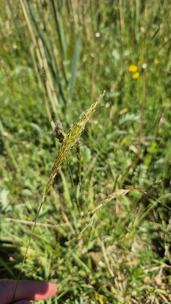 sweet vernal grass from Ribbleton, Preston PR2 5NJ, UK on May 13, 2025 ...