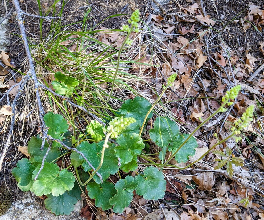 littleleaf alumroot from Huerfano County, CO, USA on May 12, 2025 at 06 ...