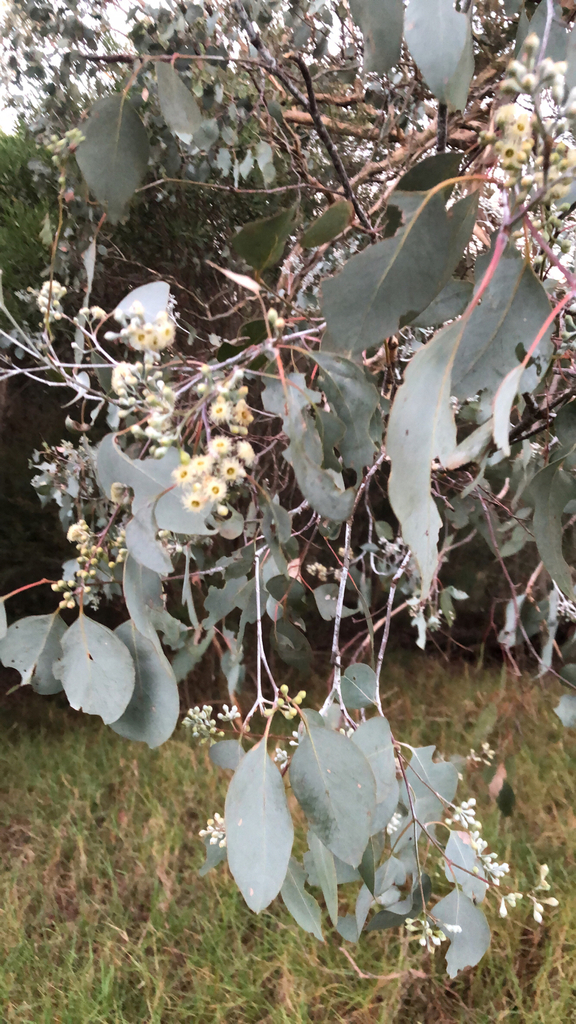 Silver Dollar Gum from Wheelers Hill, VIC, AU on May 11, 2025 at 05:22 ...