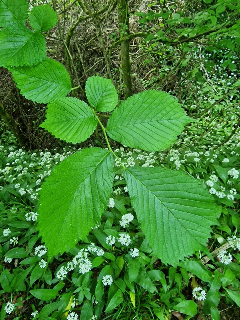 Wych Elm from Rook Clift SSSI, Harting Down, West Sussex on May 13 ...