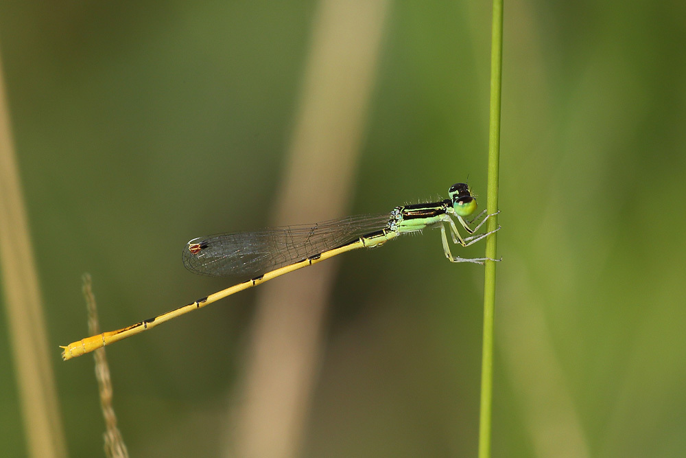 Citrine Forktail (Odonata of the Anacostia River Watershed) · iNaturalist