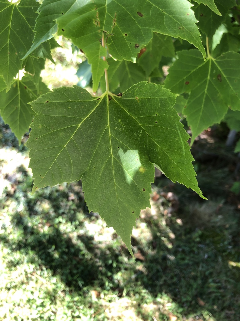 red maple from Cape Breton Island, Cape Breton, NS, CA on September 5 ...