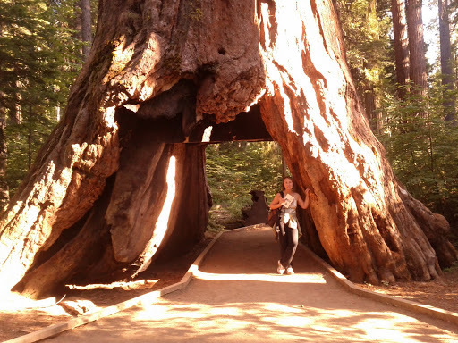 giant sequoia (Sequoiadendron giganteum) - Botanical Realm