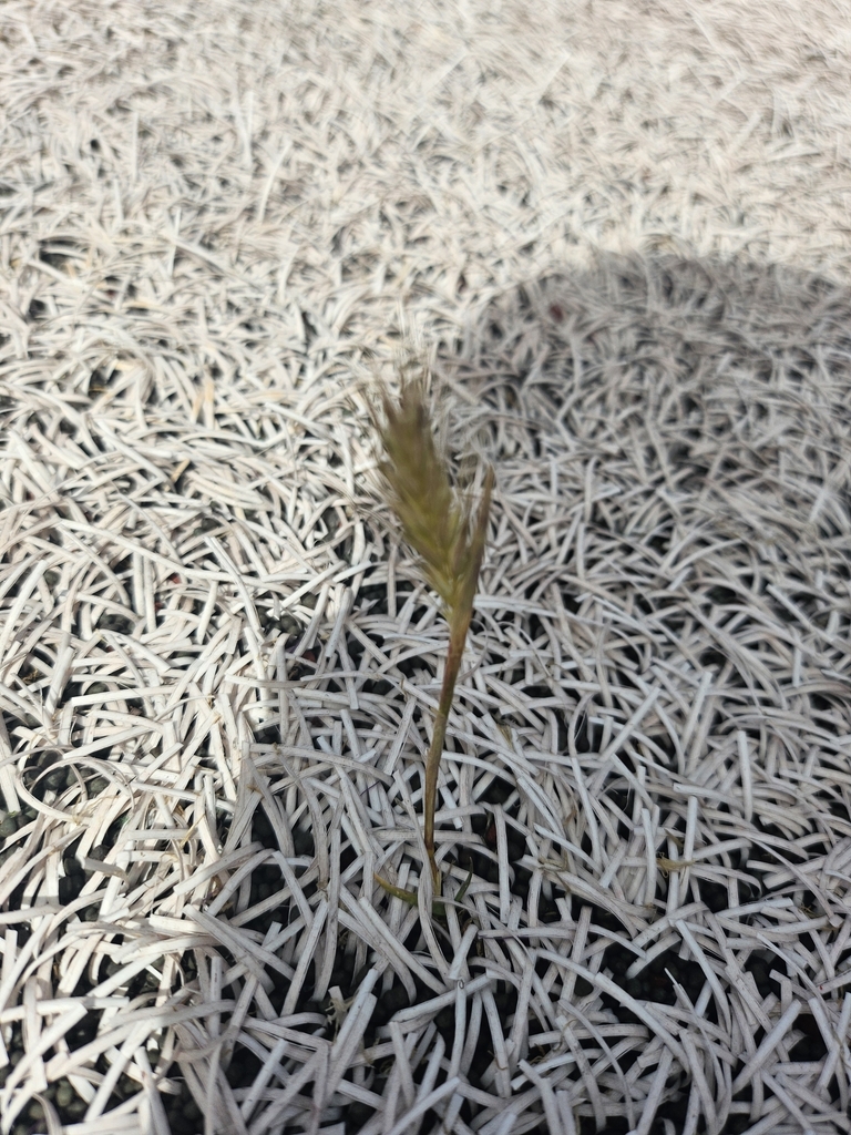 sweet vernal grass from Temescal, Oakland, CA, USA on May 12, 2025 at ...