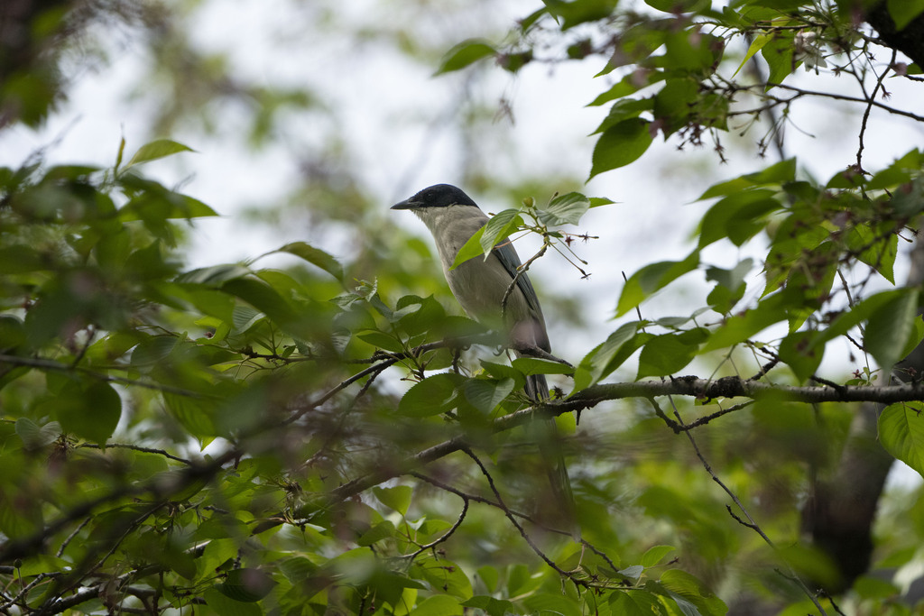 Japanese Magpie from Uenokoen, Taito City, Tokyo 110-0007, Japan on ...