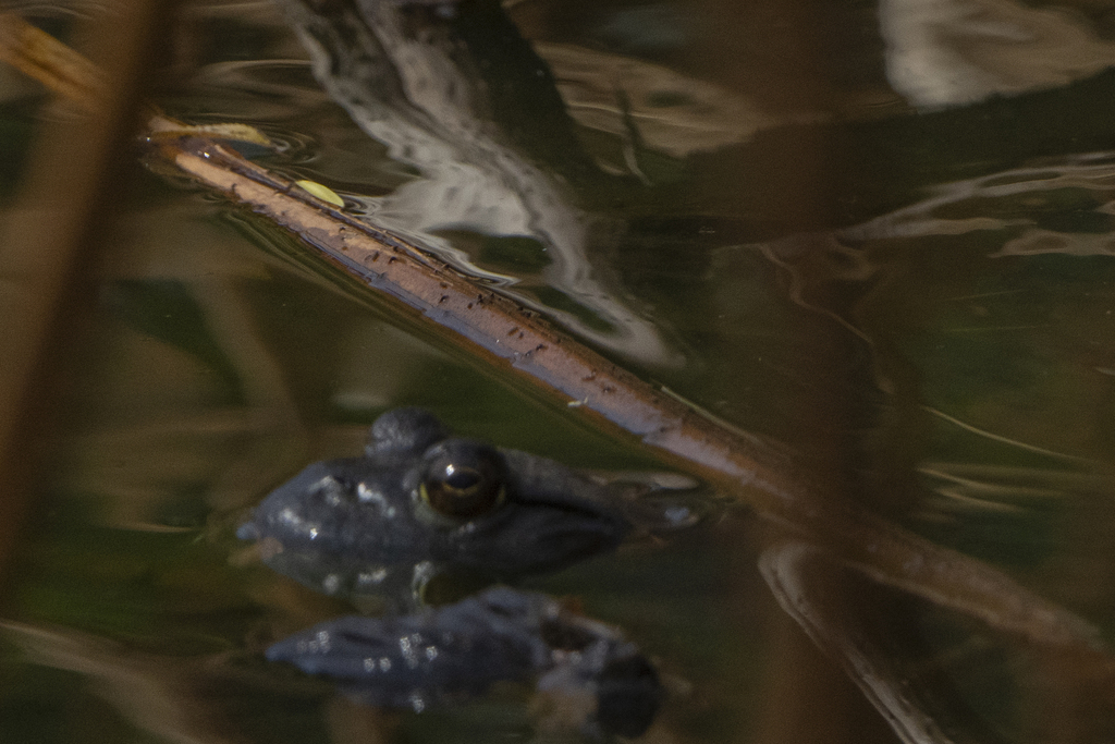 American Bullfrog from Uenokoen, Taito City, Tokyo 110-0007, Japan on ...