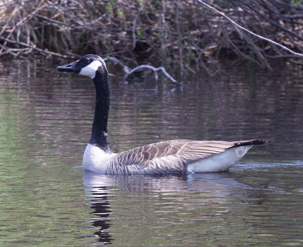 Canada Goose from Sumner, ME, USA on May 13, 2025 at 01:04 PM by Ben ...