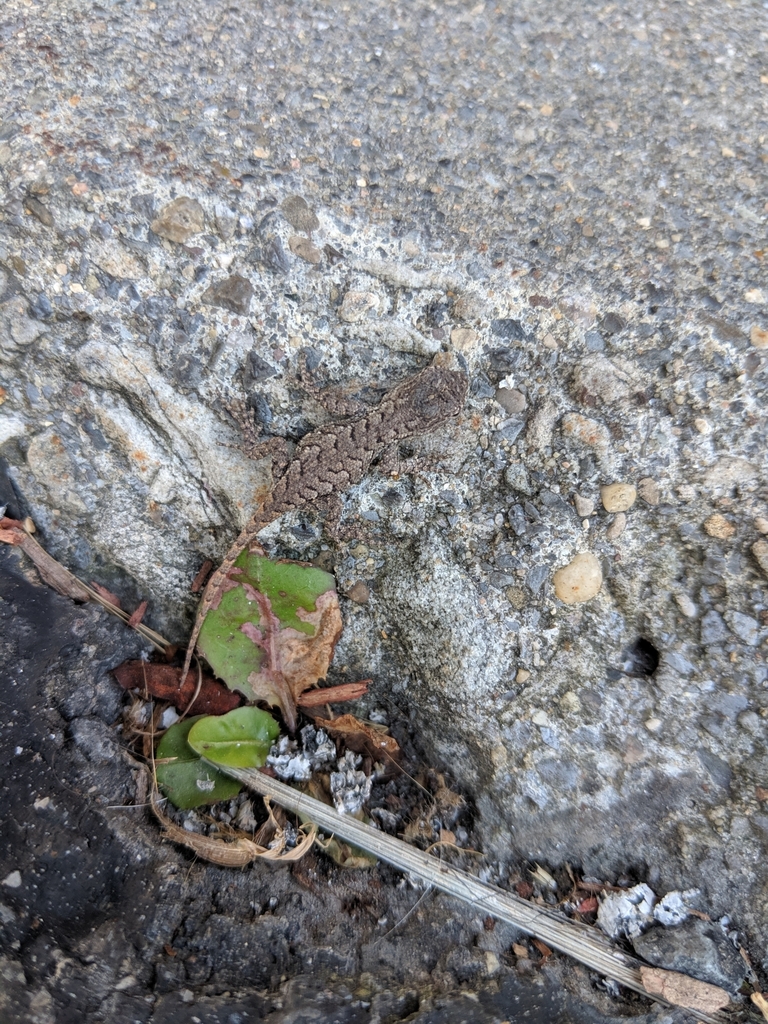 Eastern Fence Lizard from Beckwith, WV 25840, USA on August 27, 2019 at ...