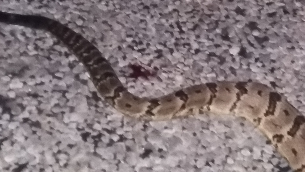 Timber Rattlesnake from Colorado County, TX, USA on September 2, 2019 ...