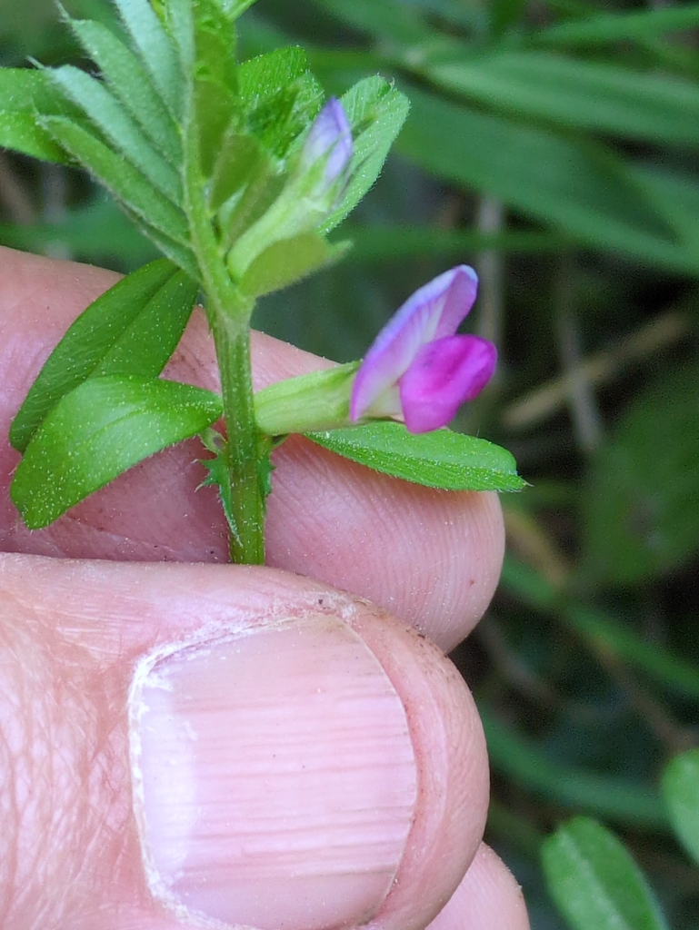 Common Vetch from York YO10 5FN, UK on May 13, 2025 at 03:26 PM by ...