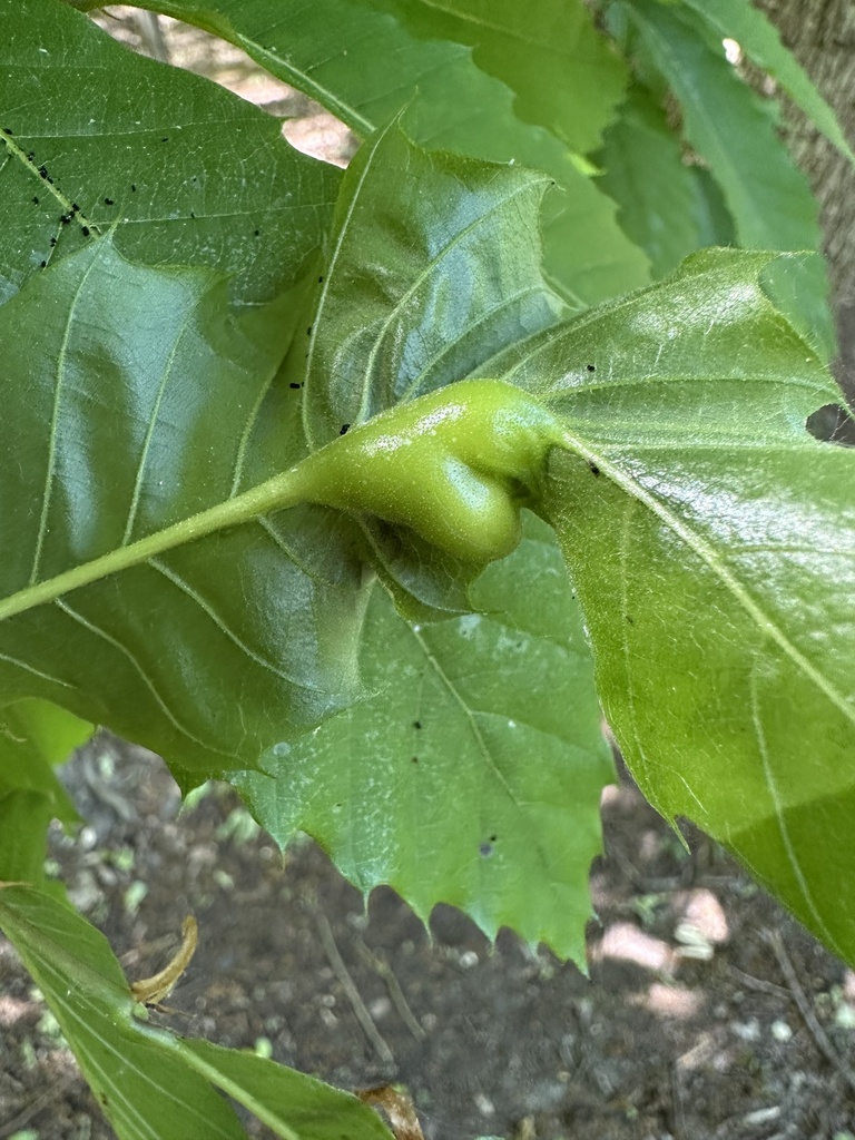 Oriental Chestnut Gall Wasp from Essex, England, GB on May 13, 2025 at ...