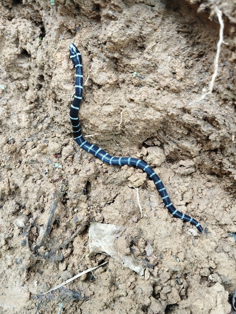 Black Halloween Snake from Támesis, Antioquia, Colombia on May 13, 2025 ...
