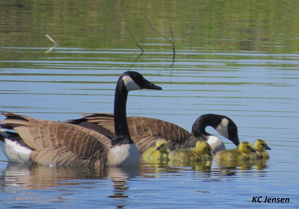 Giant Canada Goose (Branta canadensis maxima) - Avian Discovery