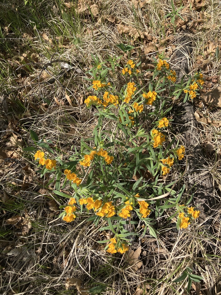 stoneseeds, puccoons, and gromwells from East Bethel, MN, US on May 13 ...