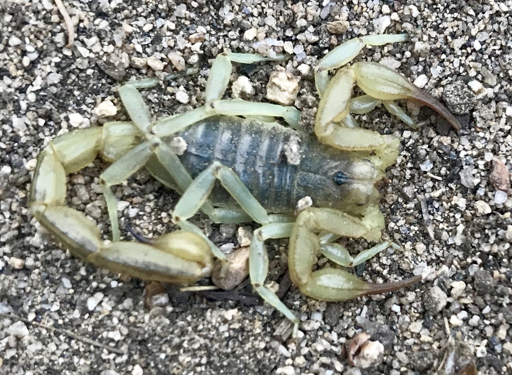 California common scorpion from Sequoia National Forest, Springville ...