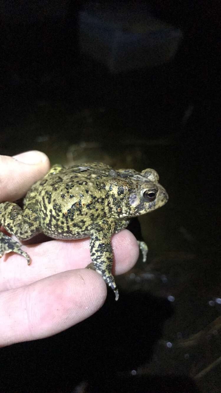 Anaxyrus houstonensis (Sanders, 1953)