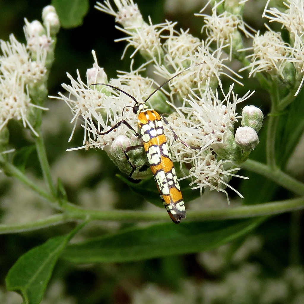 Ailanthus Webworm Moth from Triangle Garden, CMPt on September 5, 2019 ...