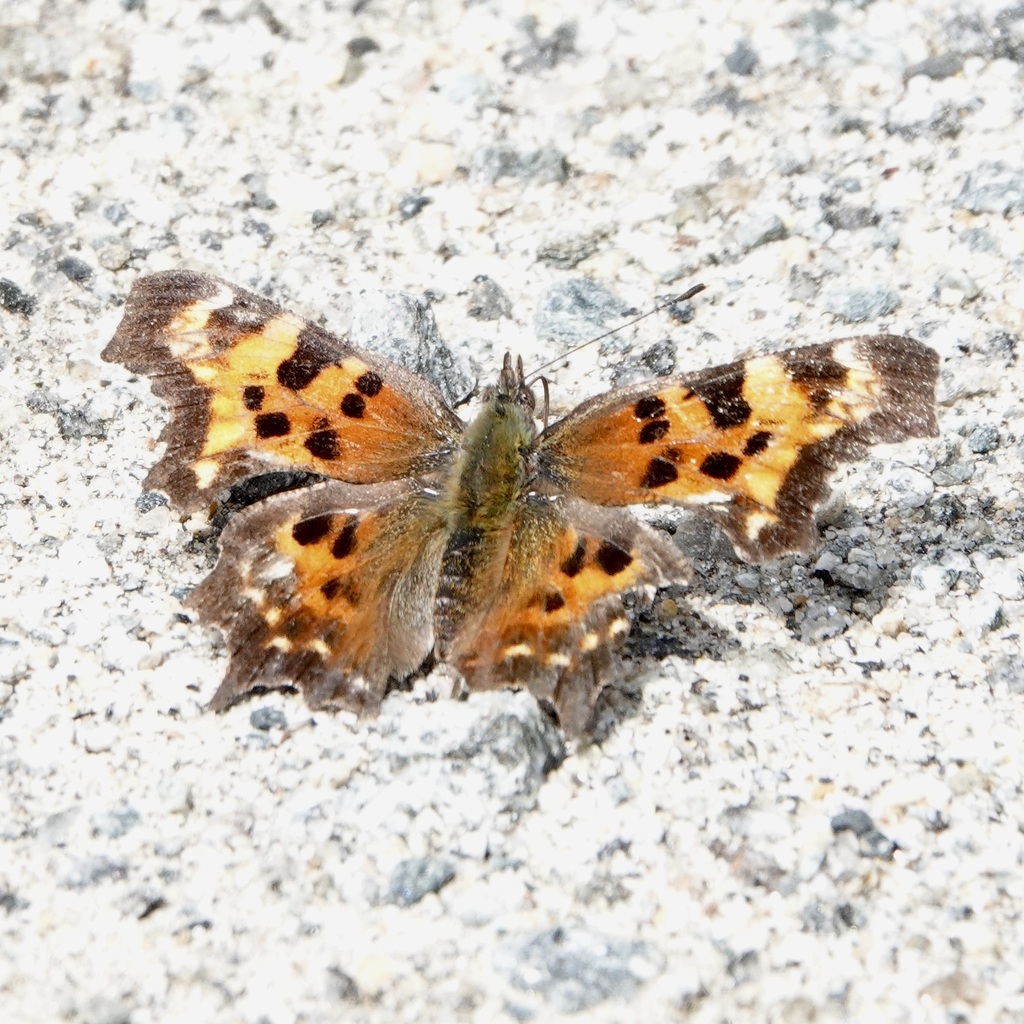 Green Comma from Wentworth, NH, USA on May 13, 2025 at 02:05 PM by ...