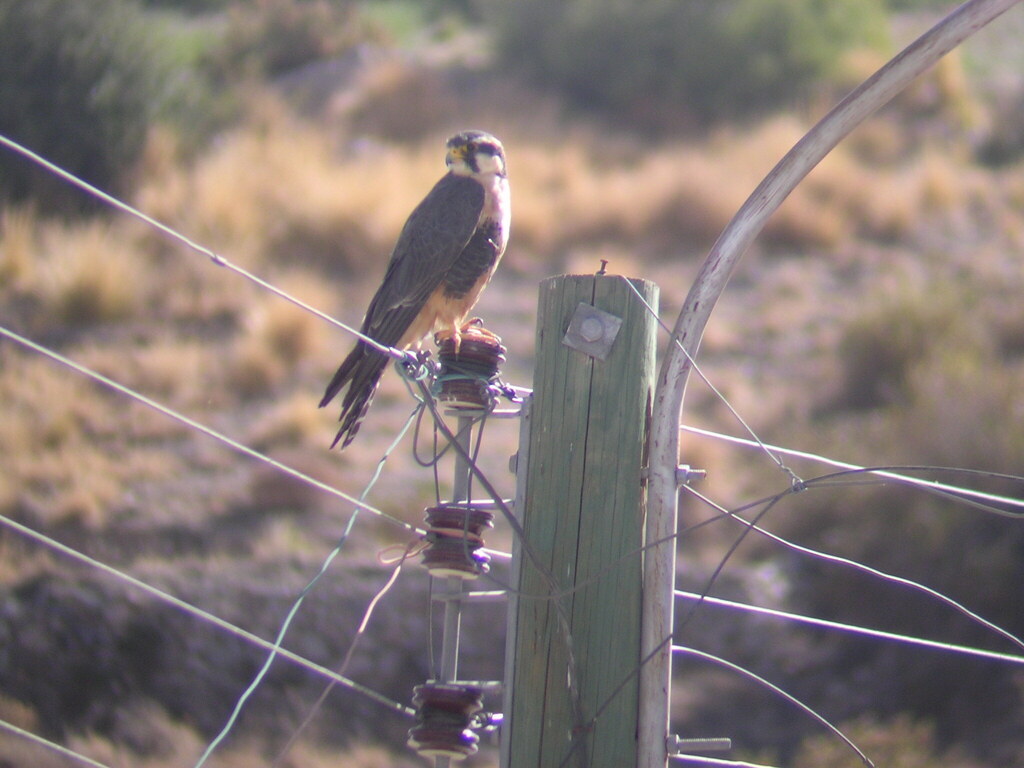 Aplomado Falcon from Putre, Arica y Parinacota, Chile on January 5 ...