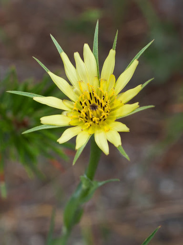 Yellow Salsify (UWEC Day 6) · iNaturalist