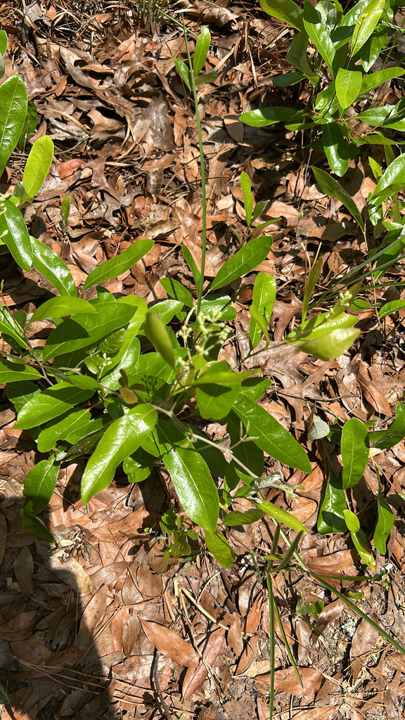Gopher apple from SE 58th Ave, Ocala, FL, US on May 7, 2025 at 01:55 PM ...