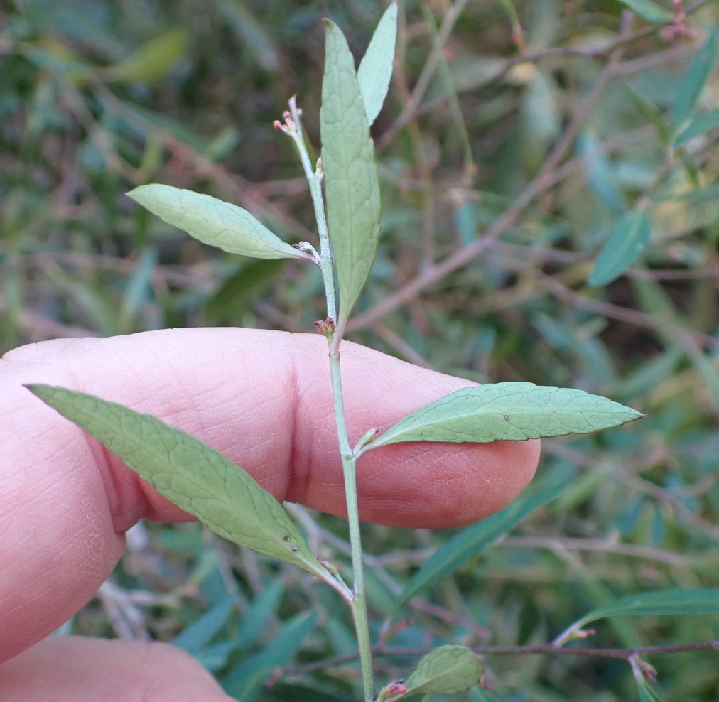 Cape Willow from Kammanasie North, Garden Route District Municipality ...