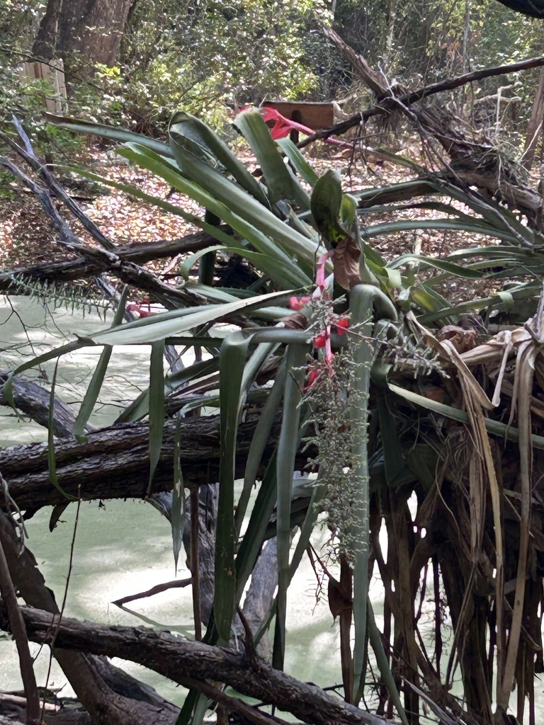 vase bromeliad from Calakmul Biosphere Reserve, Calakmul, Camp., MX on ...