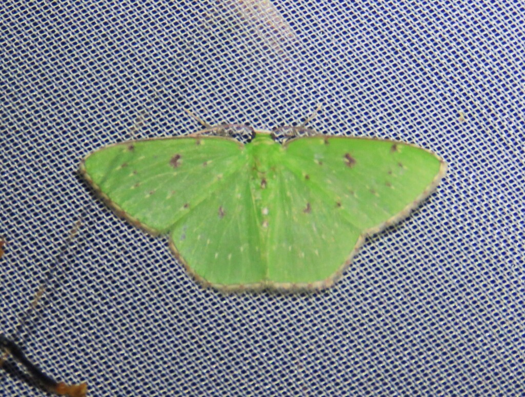 Lissochlora from Archidona Canton, Ecuador on March 28, 2024 at 04:47 ...