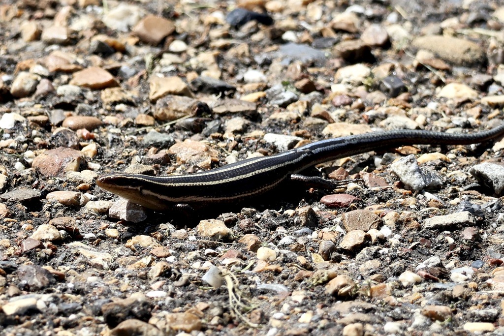 Common Five-lined Skink from Hopkins County, TX, USA on May 12, 2025 at ...