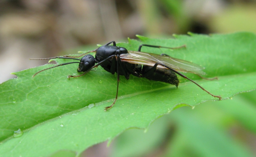 Eastern Black Carpenter Ant from Erie County, PA, USA on May 13, 2025 ...