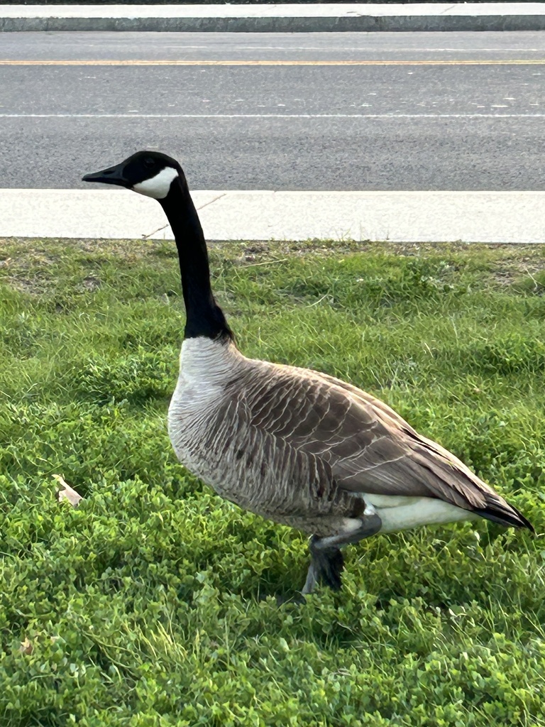 Canada Goose from Mill Creek Park, South Portland, ME, US on May 13 ...