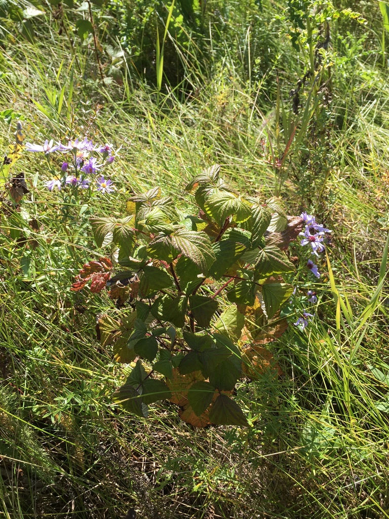 American red raspberry from Miquelon Lake Campground, AB, CA on ...